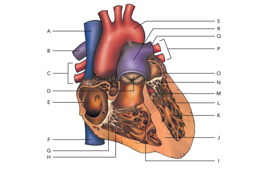 Pocket Cardiologie en vasculaire geneeskunde (2023) – Compendium ...