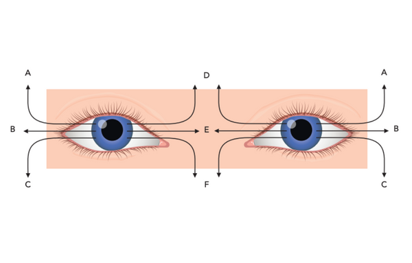 Pocket Neurologie – Compendium Geneeskunde