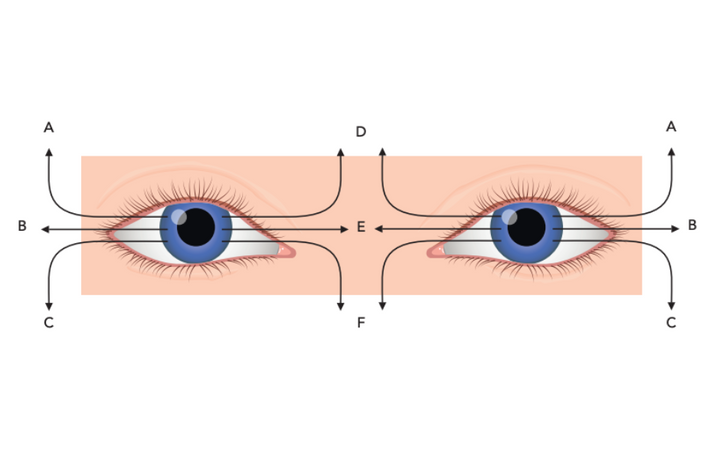 Pocket Neurologie – Compendium Geneeskunde
