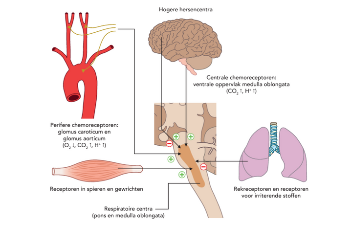 Pocket Longgeneeskunde (2022) – Compendium Geneeskunde